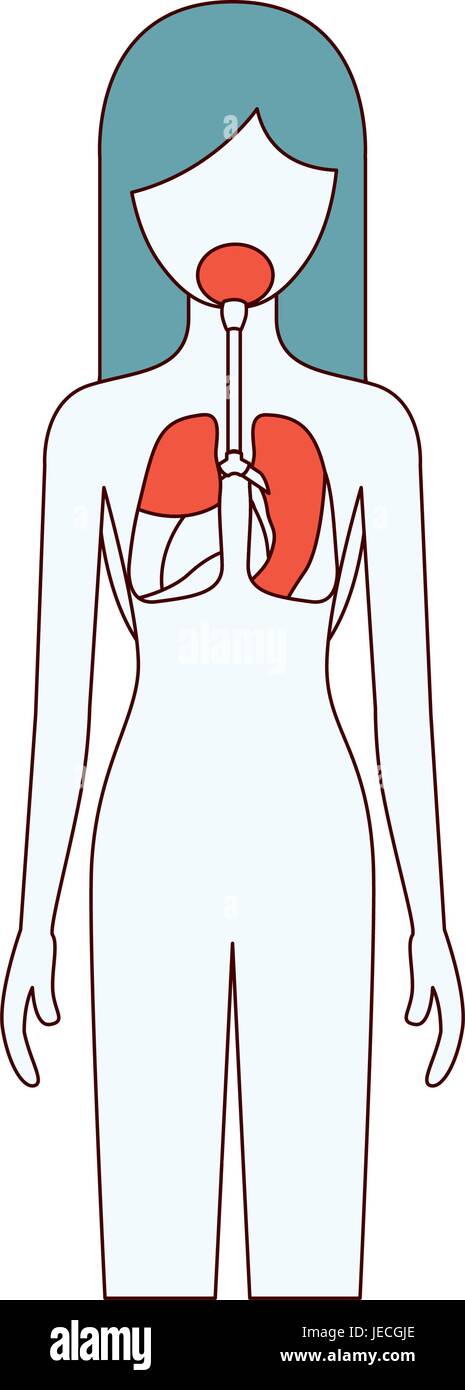 Human Respiratory System Stock Photos & Human Respiratory System Stock ...