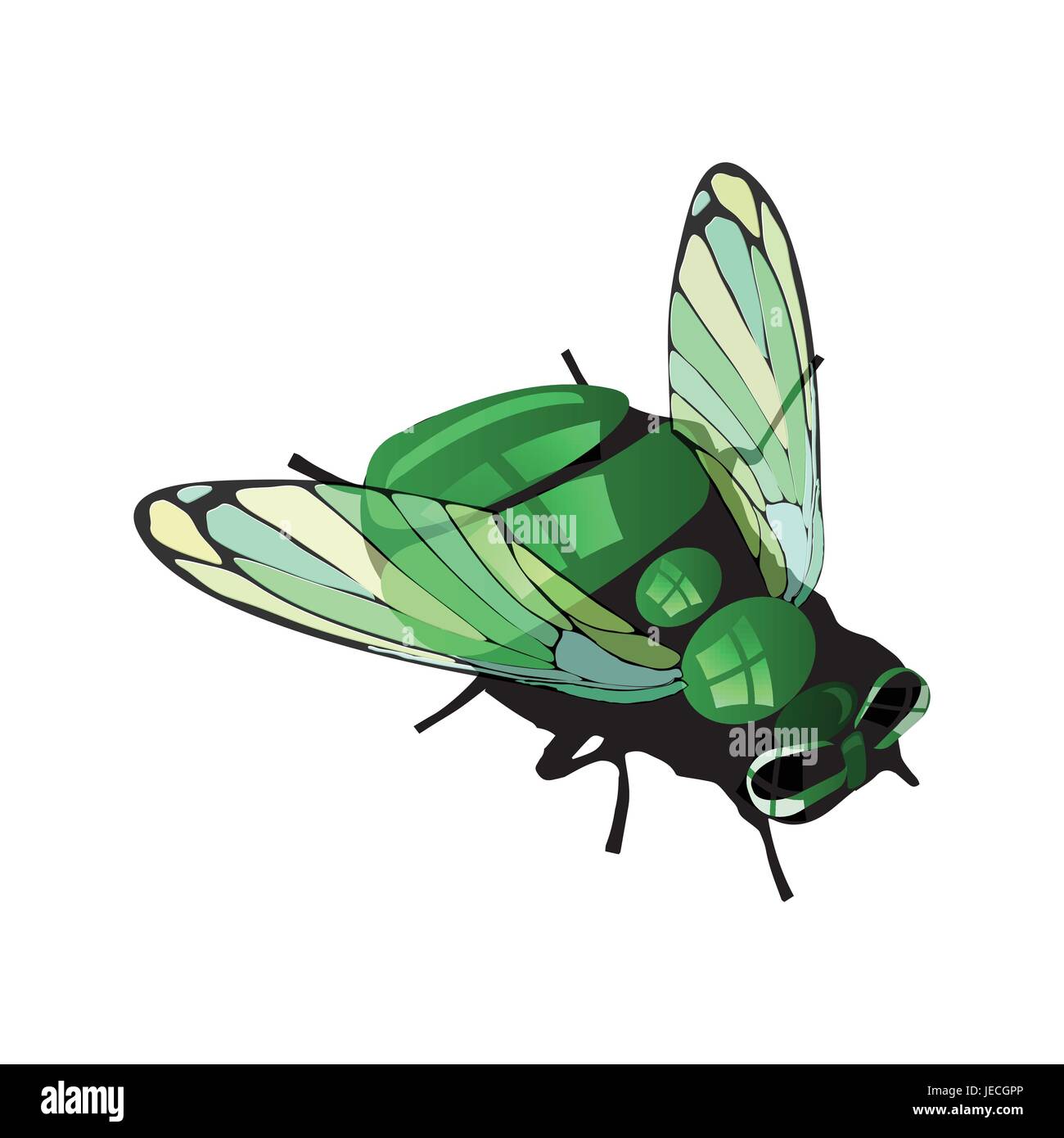 Fly on white isolated background. An illustration for your design Stock ...