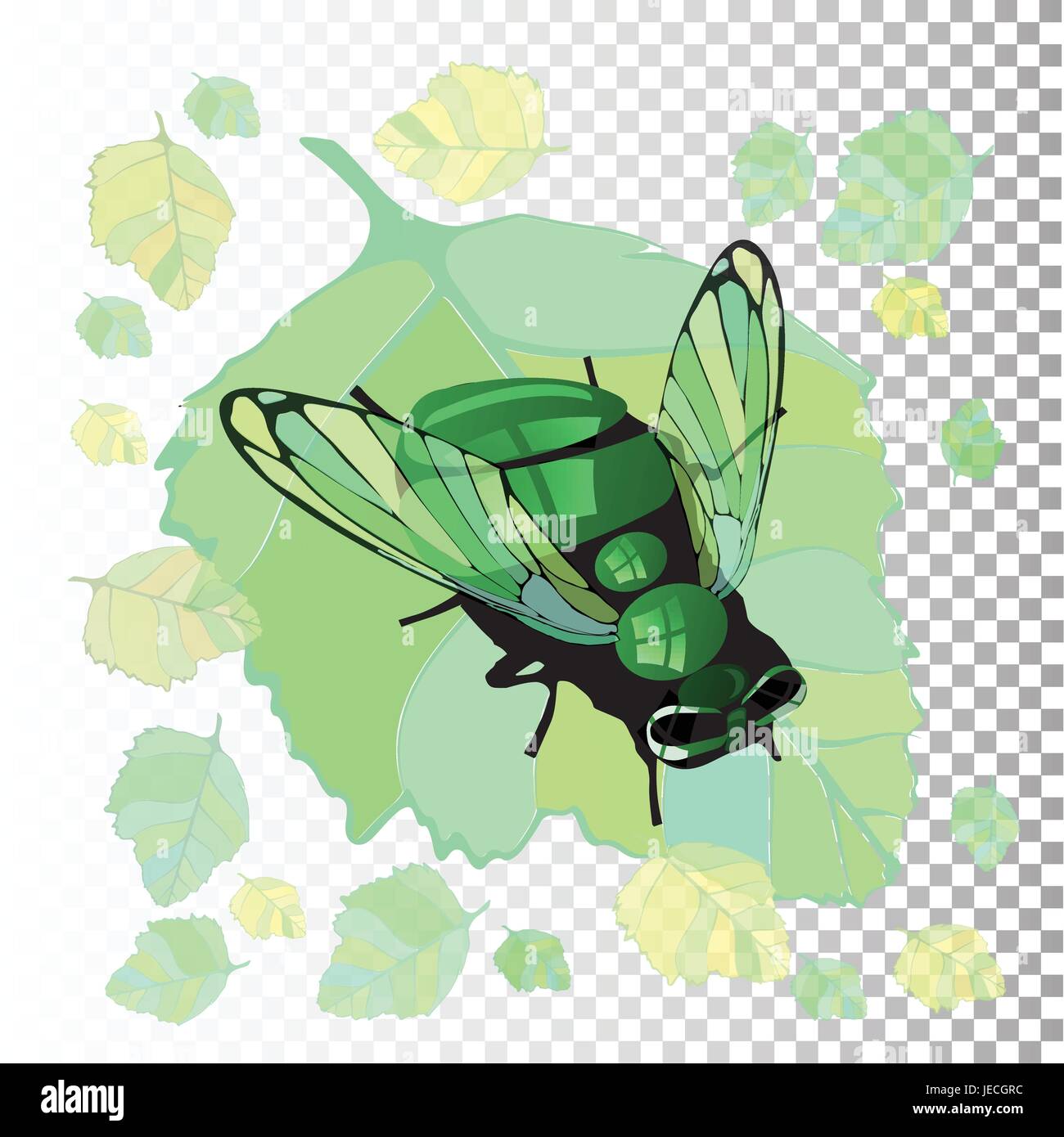 A fly on a birch leaf. On an isolated background. An illustration for ...