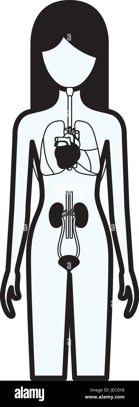 black silhouette thick contour of female person with internal organs ...
