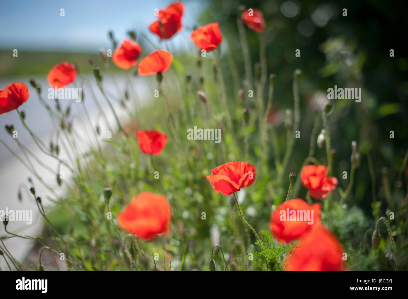 Poppies in Flanders Fields near Passchendaele, Belgium Stock Photo - Alamy