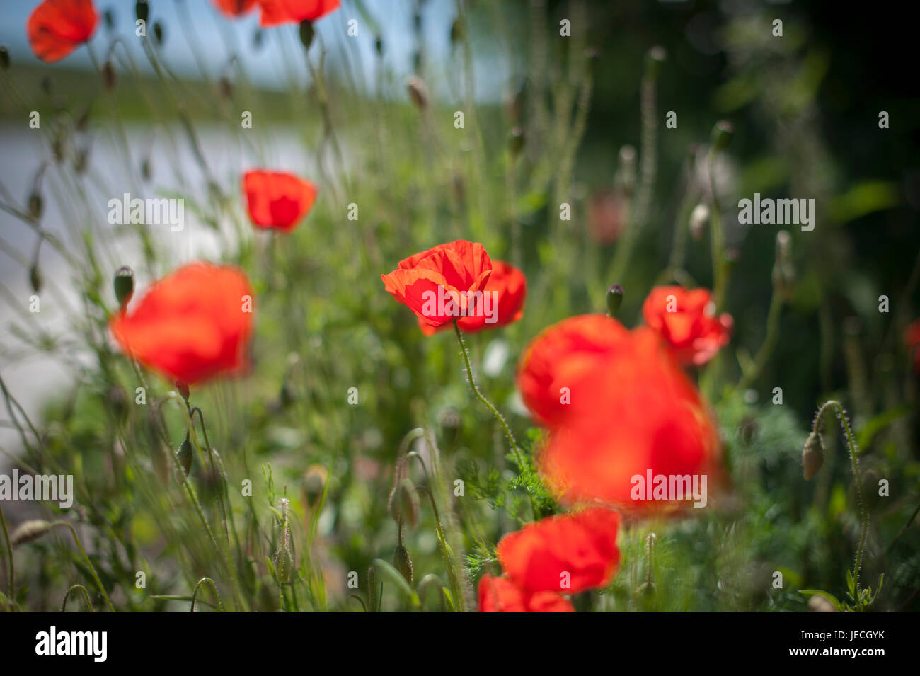 Anzac Poppies High Resolution Stock Photography and Images - Alamy