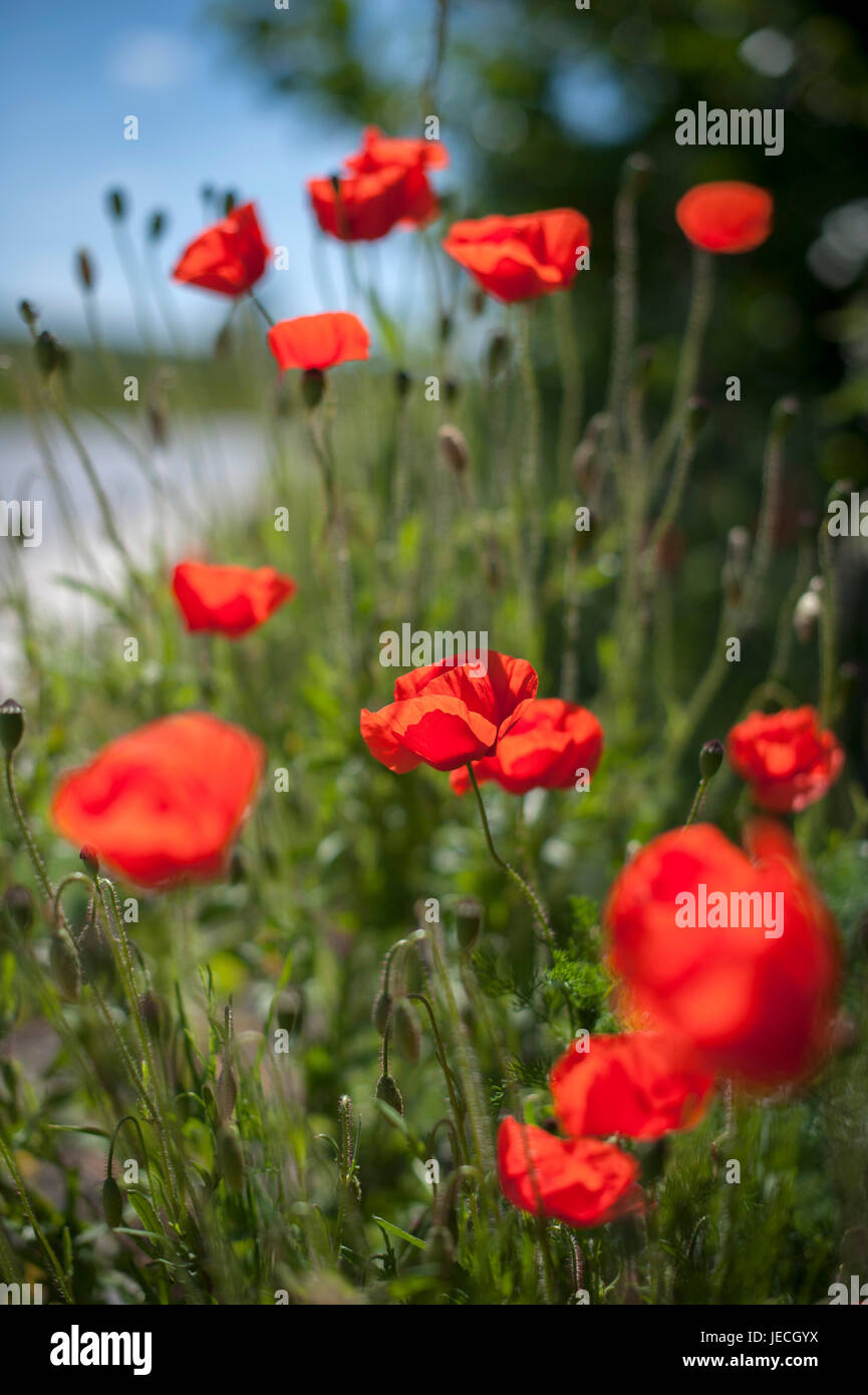 Poppy fields war hi-res stock photography and images - Alamy
