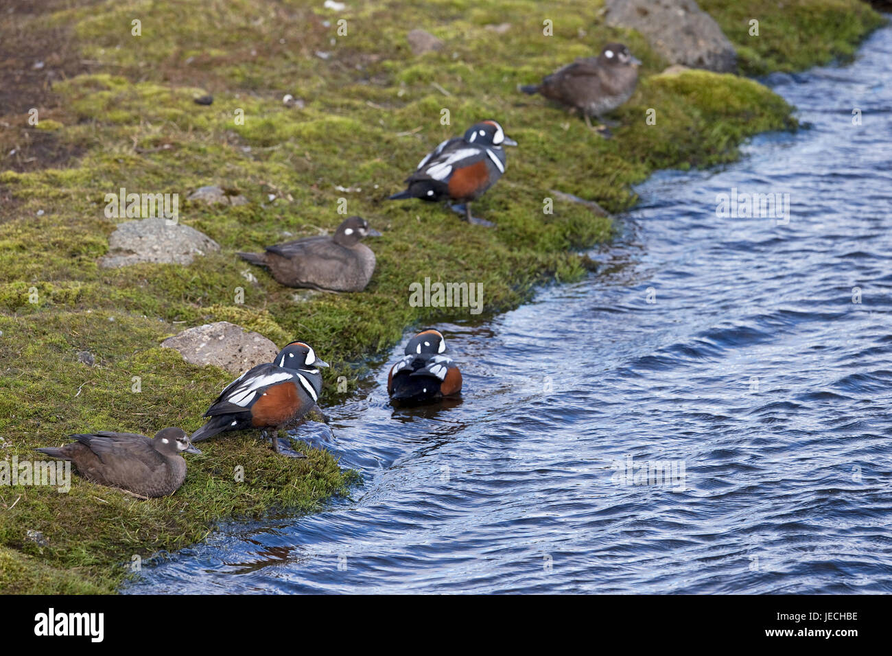 Drake harlequin duck hi-res stock photography and images - Alamy