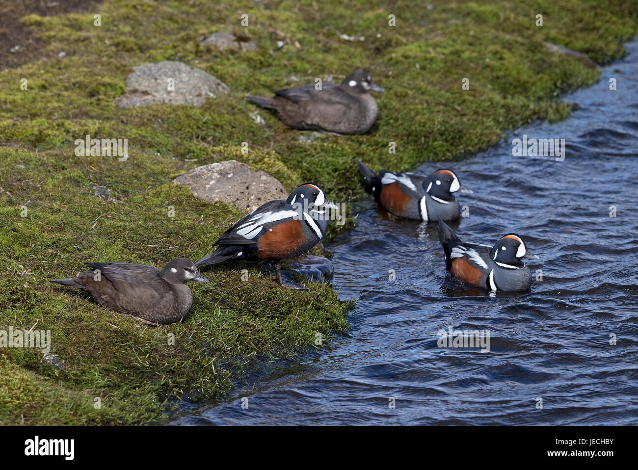 Drake harlequin duck hi-res stock photography and images - Alamy