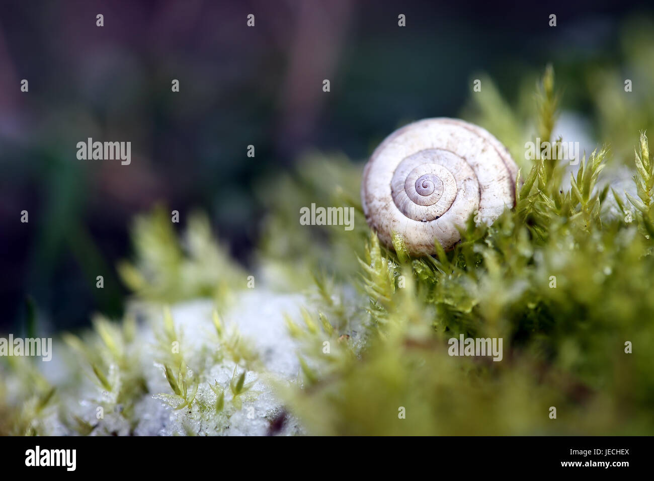 Dirty snail hi-res stock photography and images - Alamy