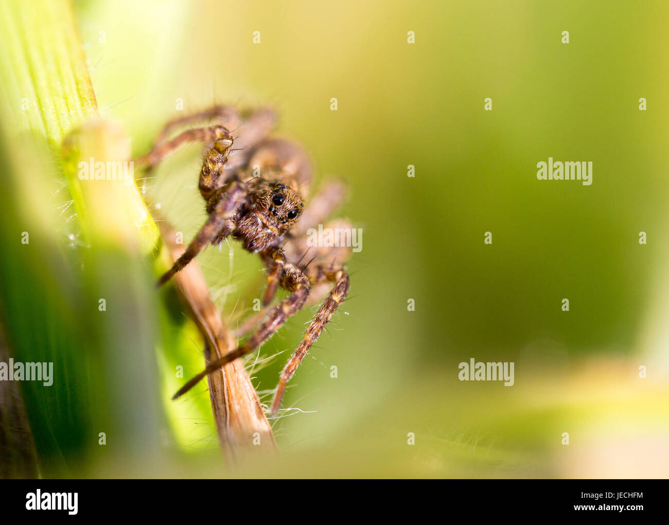 Spider on grass Stock Photo - Alamy