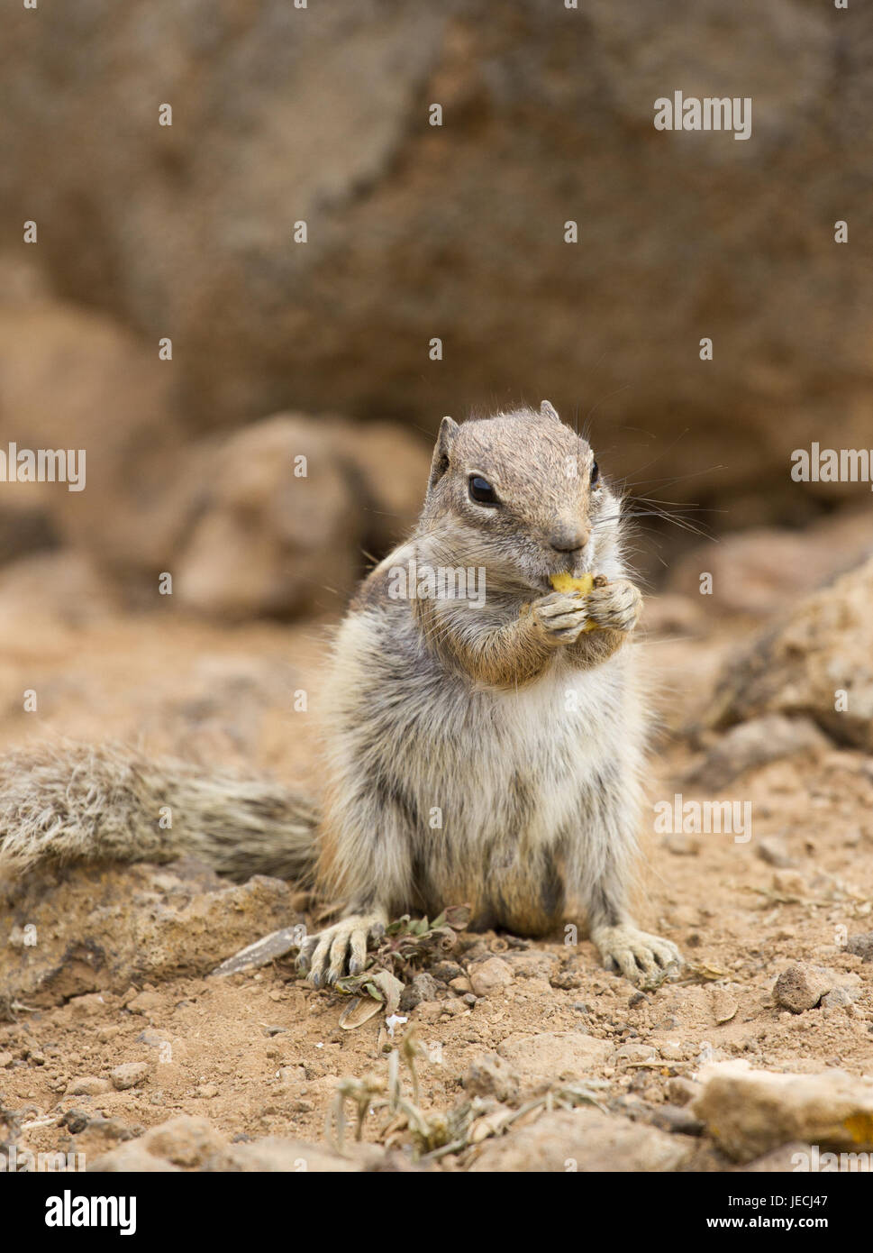 Squirrel ground. Prairie dogs in nature eating and jump. Groundhog ...