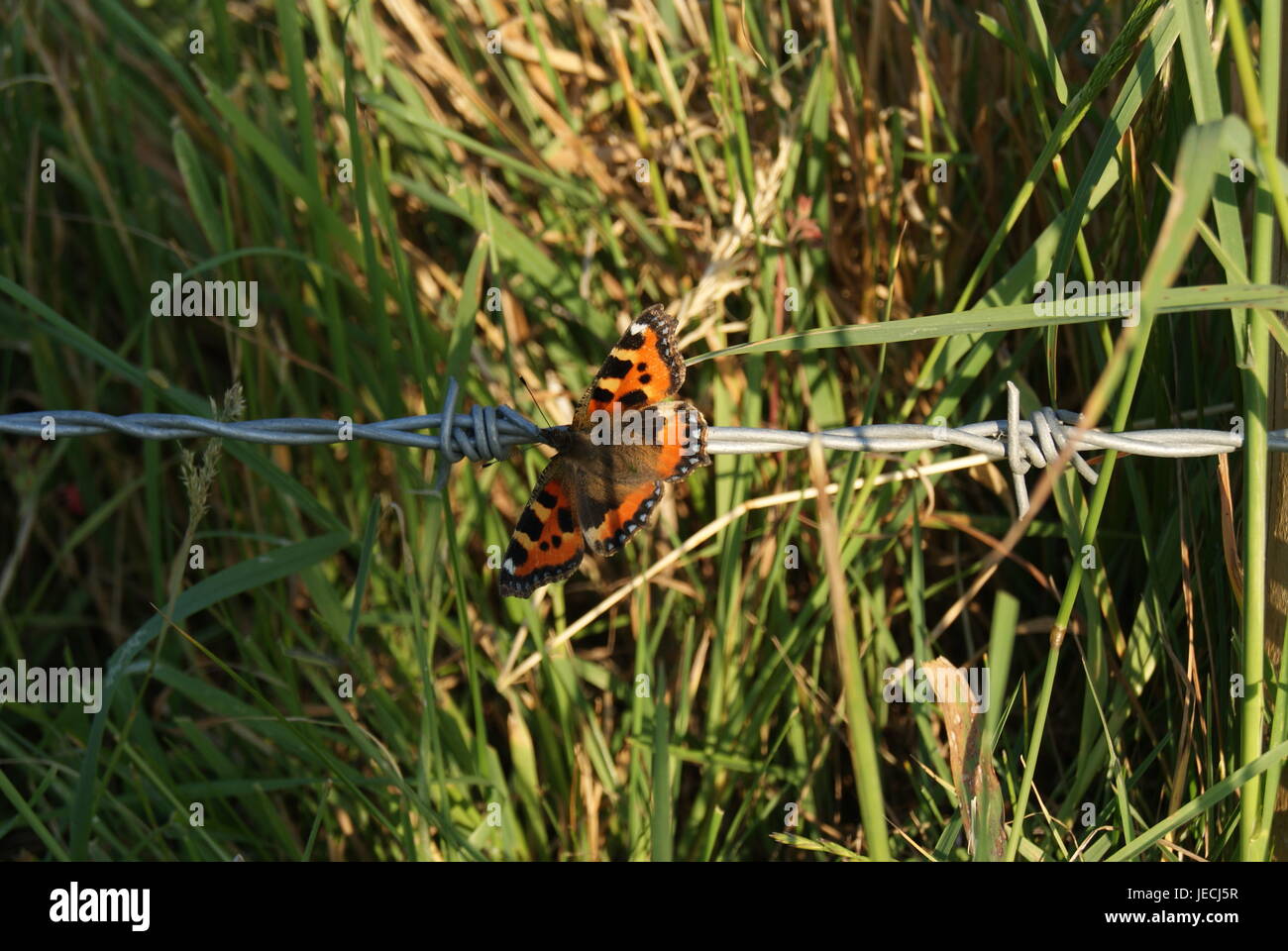 Butterfly barbed wire hi-res stock photography and images - Alamy
