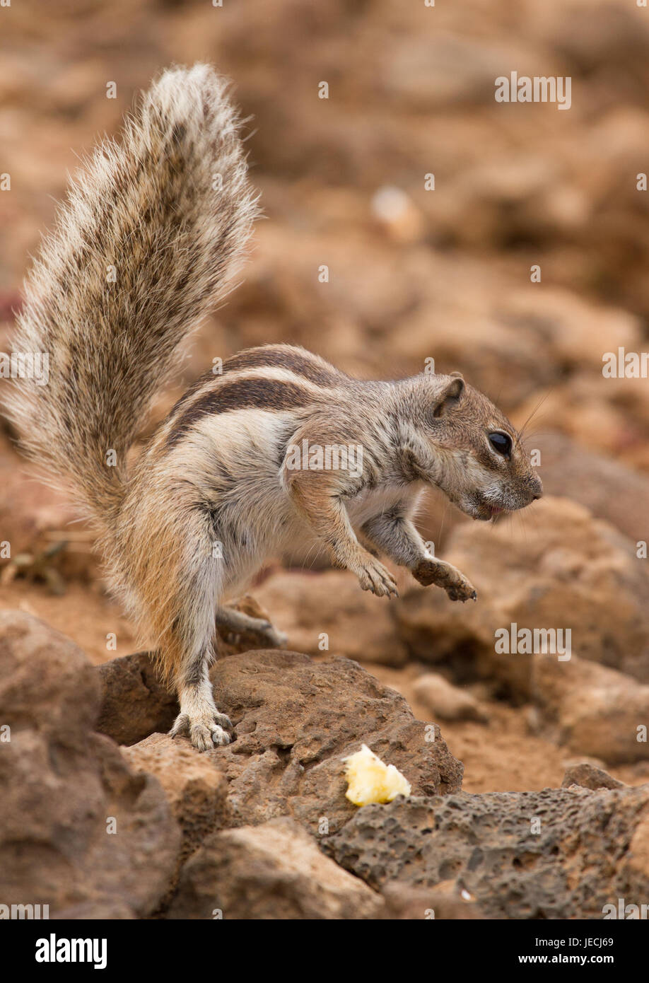 Squirrel ground. Prairie dogs in nature eating and jump. Groundhog ...