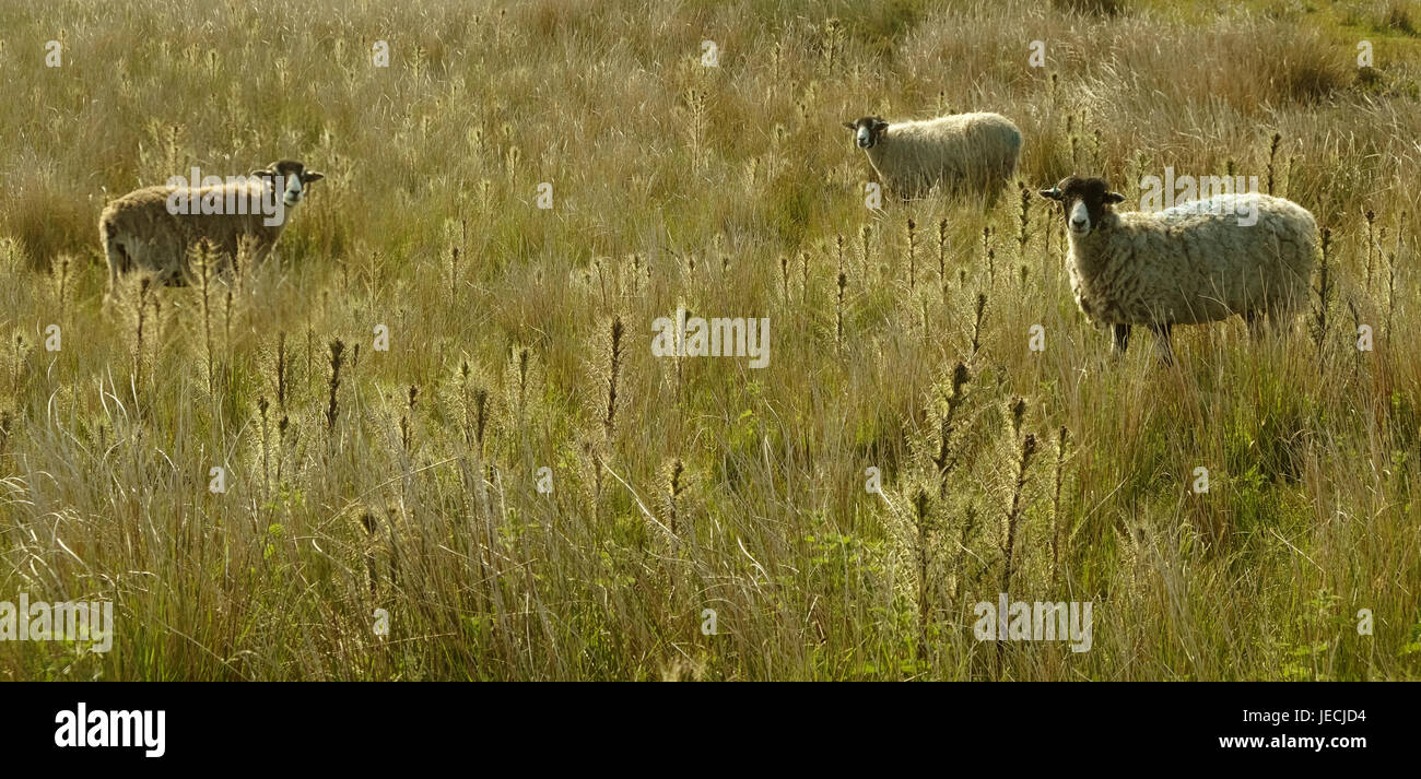 Walking on moors hi-res stock photography and images - Alamy