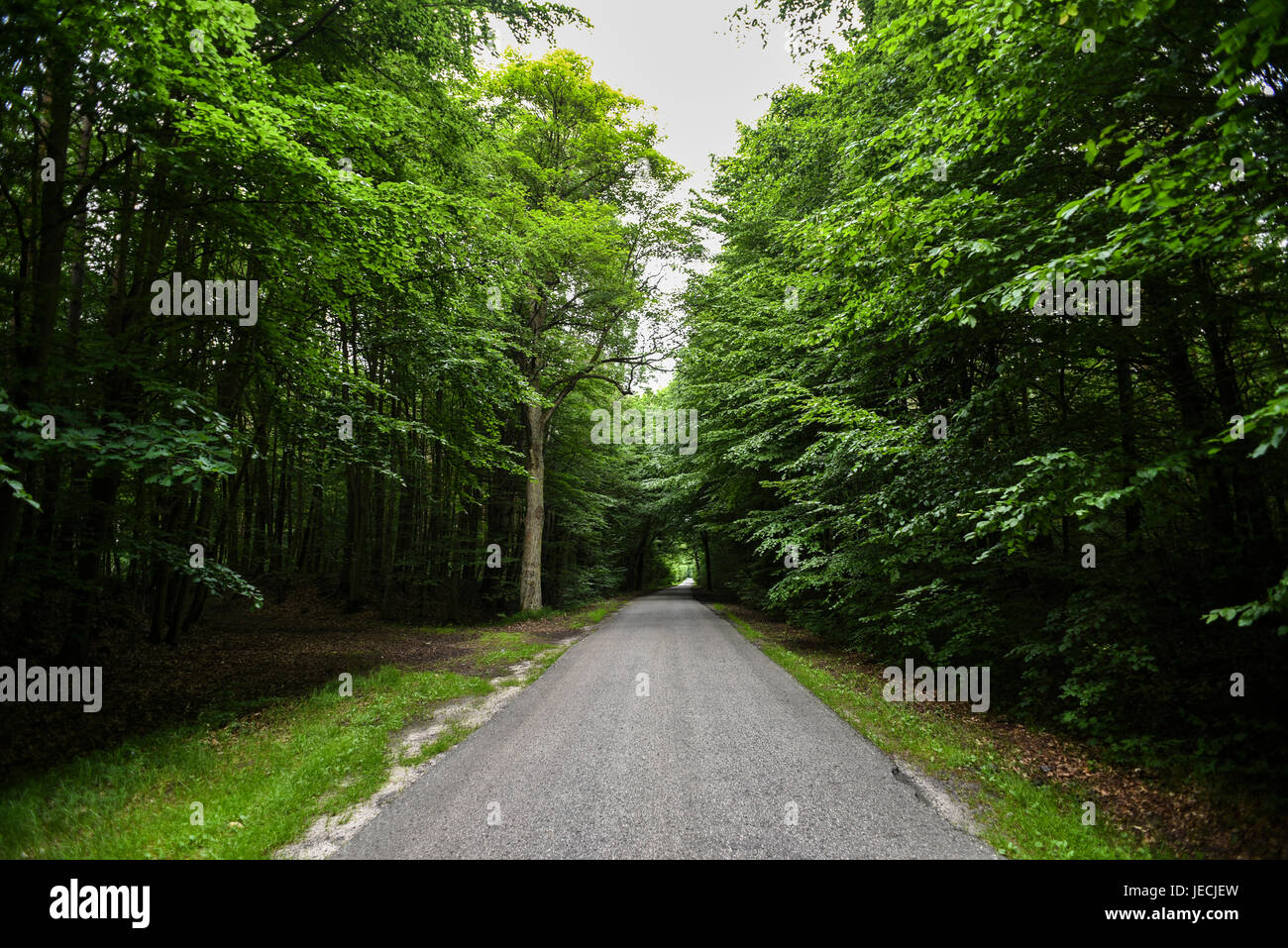 Road with green trees, summer time Stock Photo - Alamy