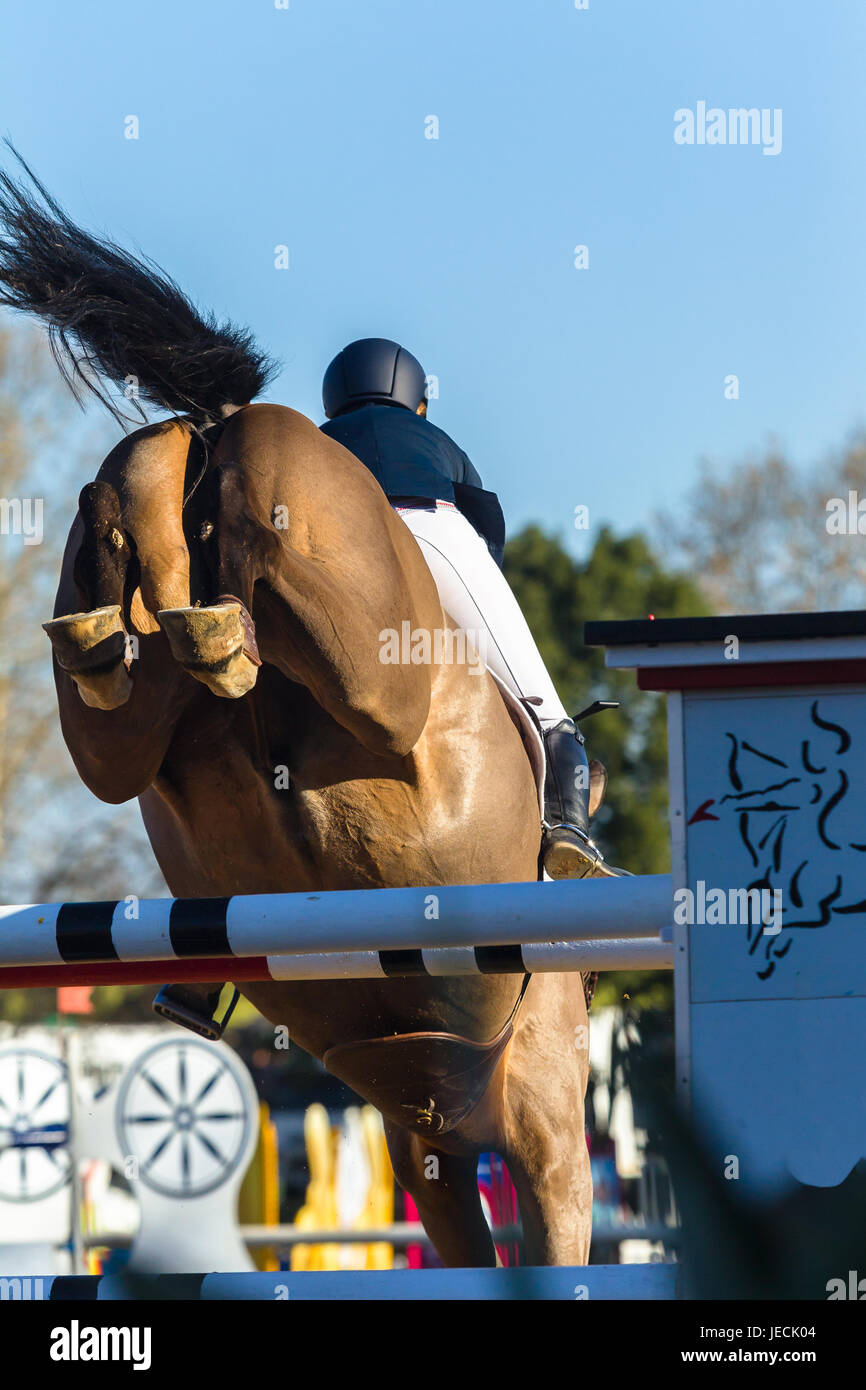 Horse jumping poles closeup unidentified rider Stock Photo - Alamy
