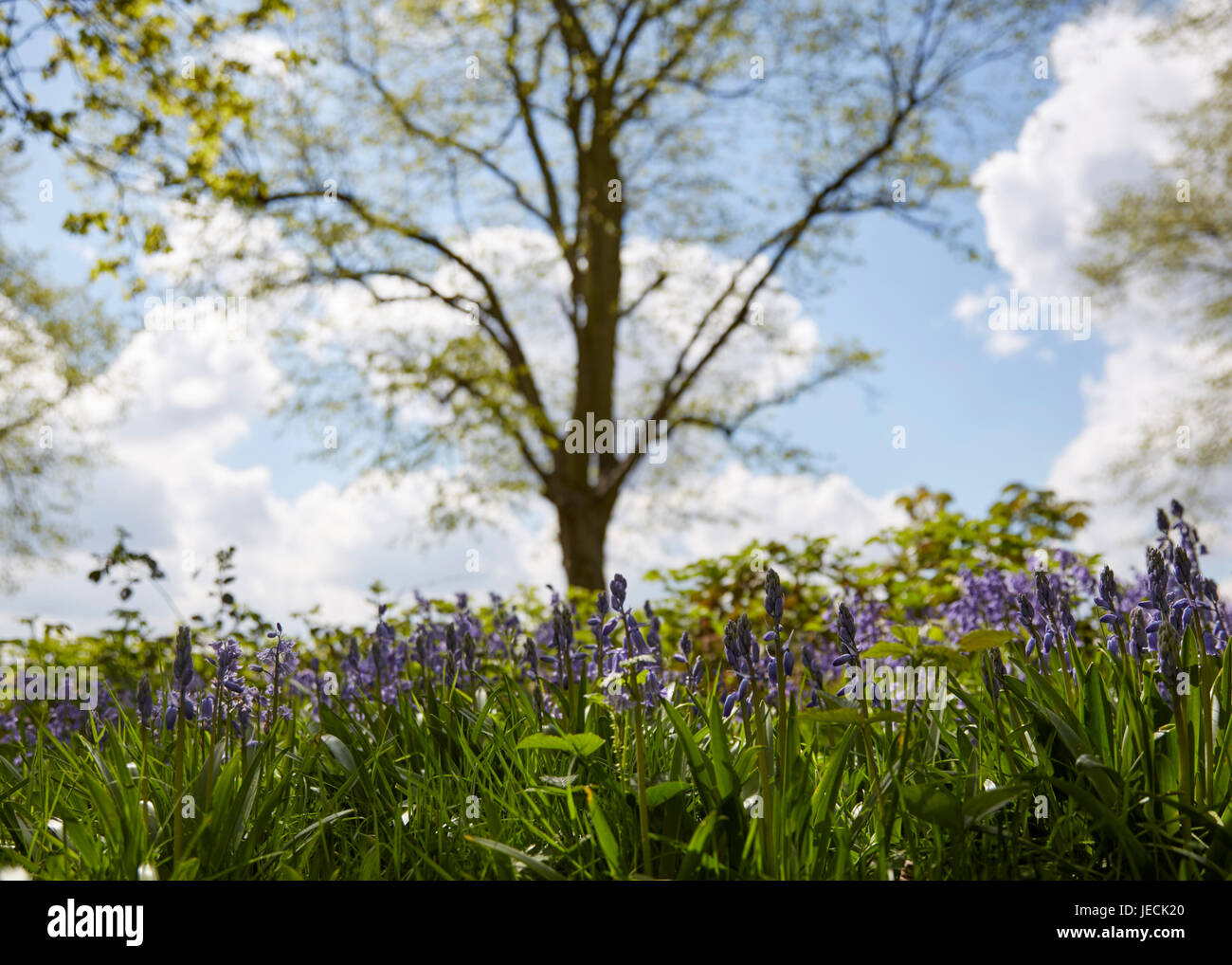 Wimbledon Common, London, UK Stock Photo - Alamy