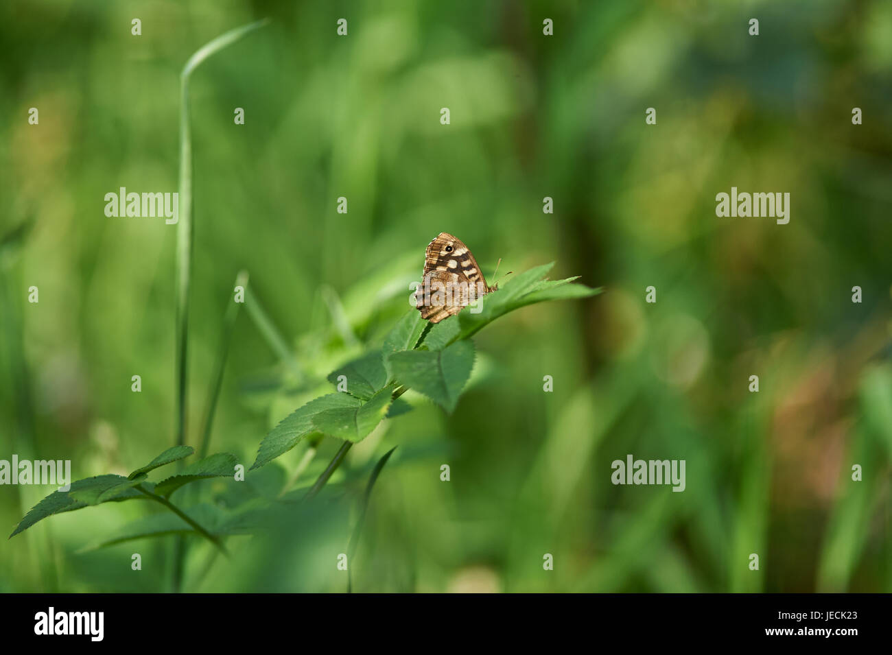 speckled wood butterfly Stock Photo - Alamy
