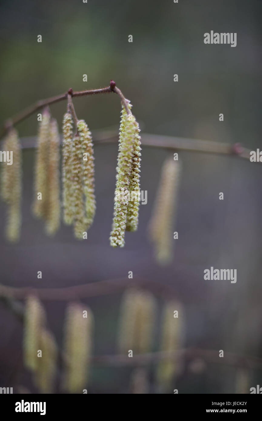Catkins silver birch hi-res stock photography and images - Alamy