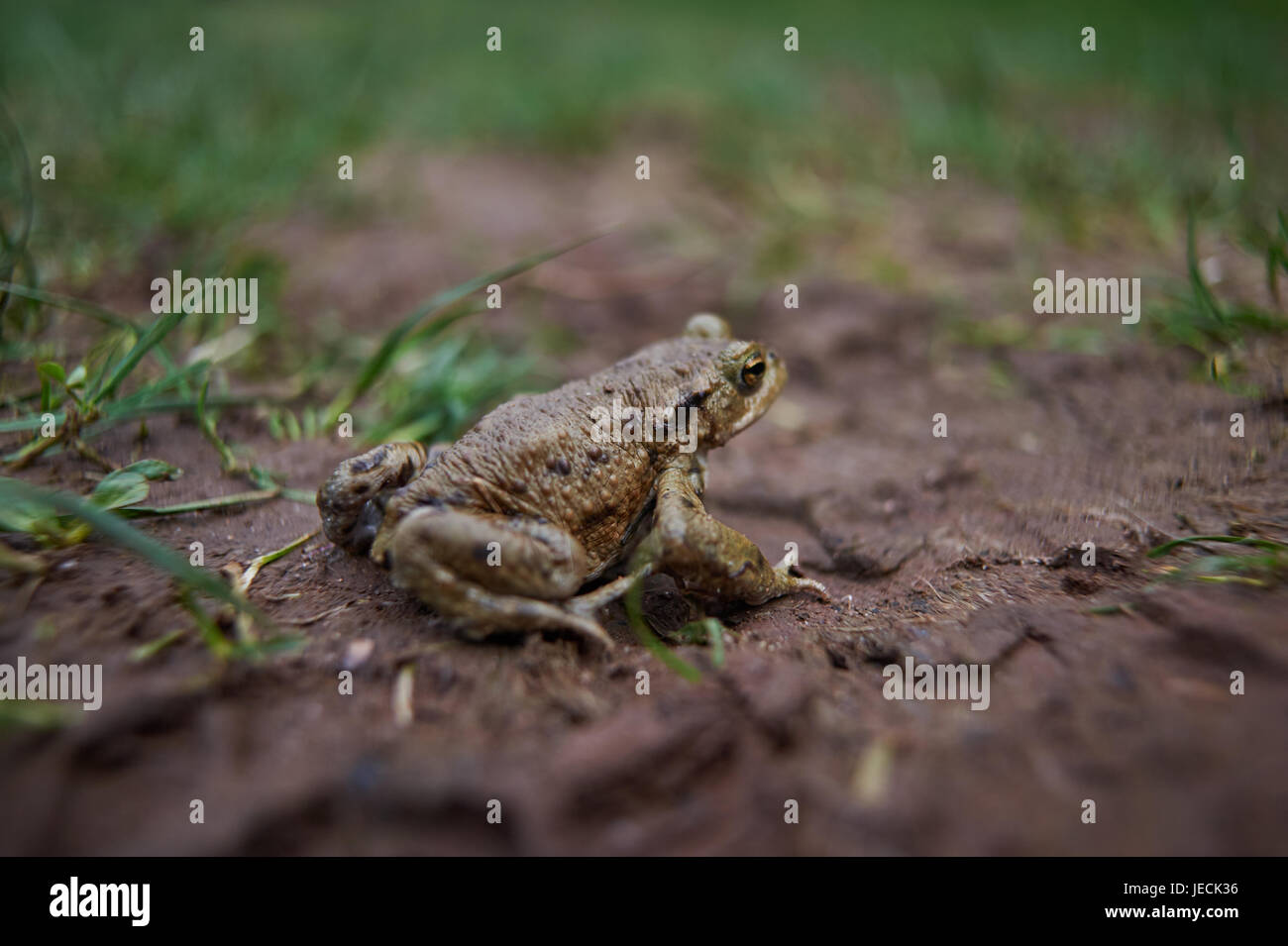 Hopping frog hi-res stock photography and images - Alamy