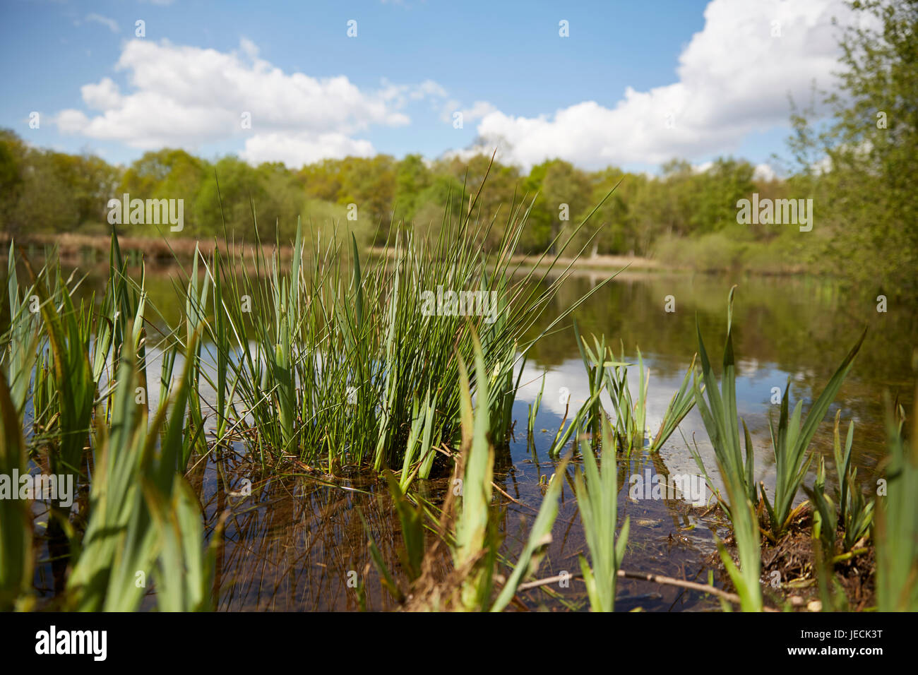 Wimbledon Common, London, UK Stock Photo - Alamy