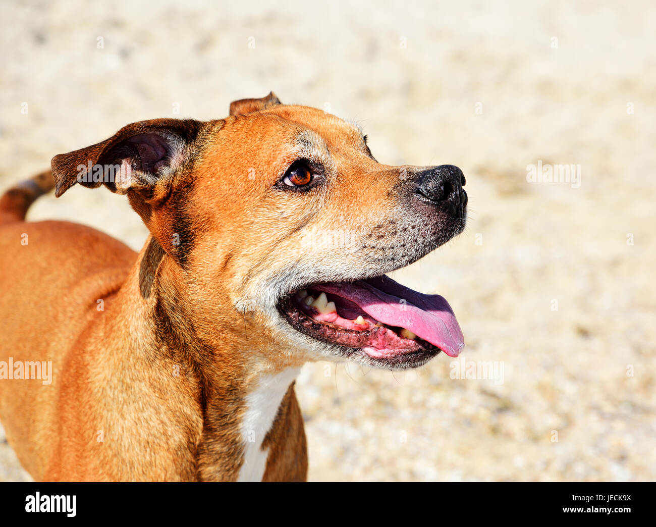 Cheerful American pit bull terrier, close up Stock Photo - Alamy
