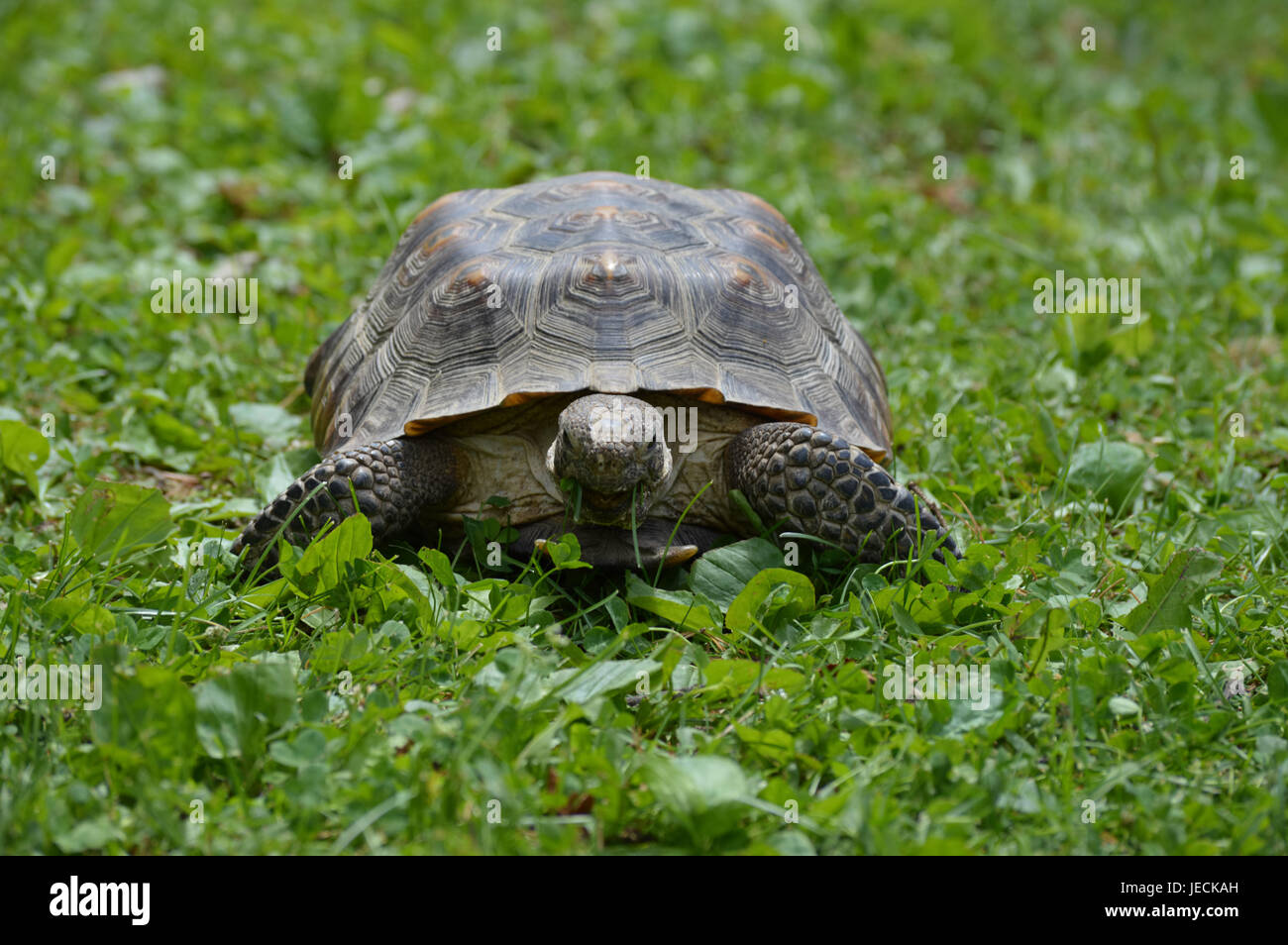 Close up tortoise face hi-res stock photography and images - Alamy