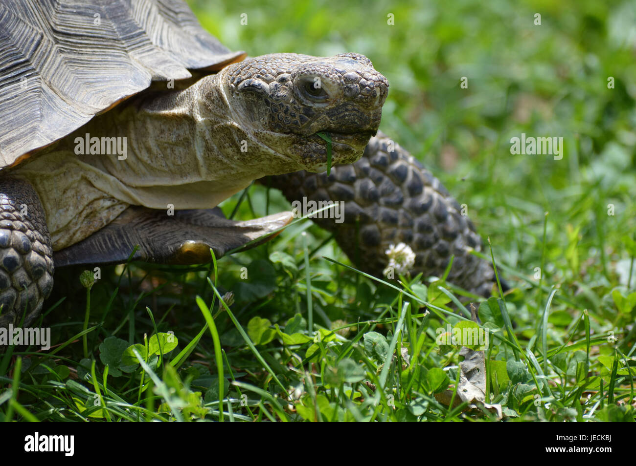 Tortoise legs hi-res stock photography and images - Alamy