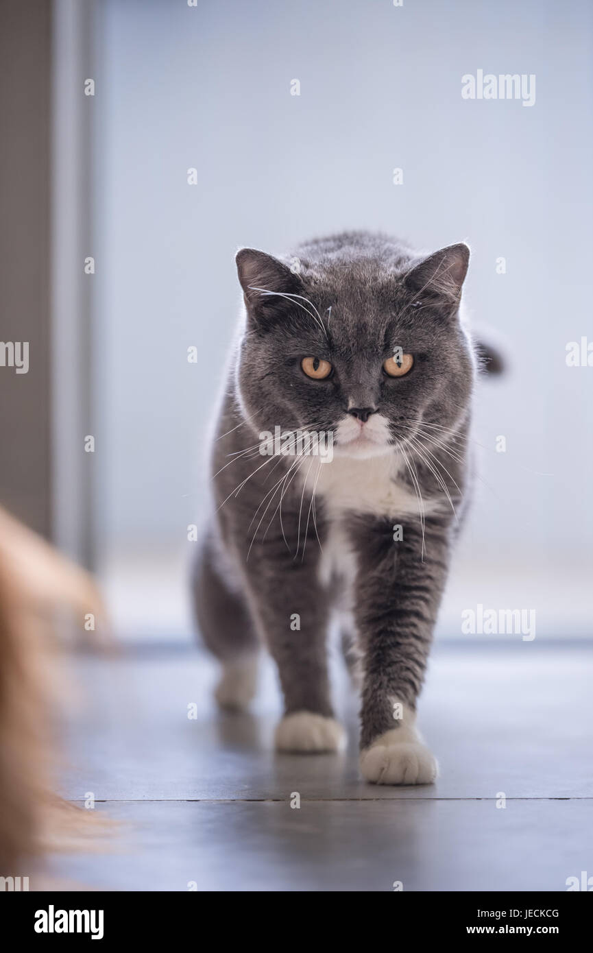 The gray British cat Stock Photo - Alamy