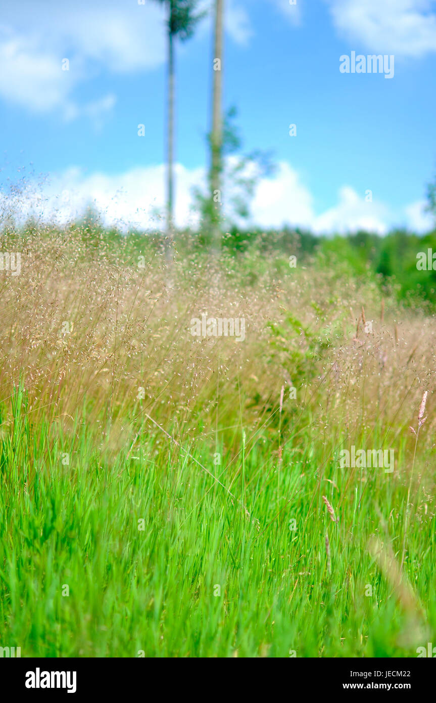 Summertime field hi-res stock photography and images - Alamy
