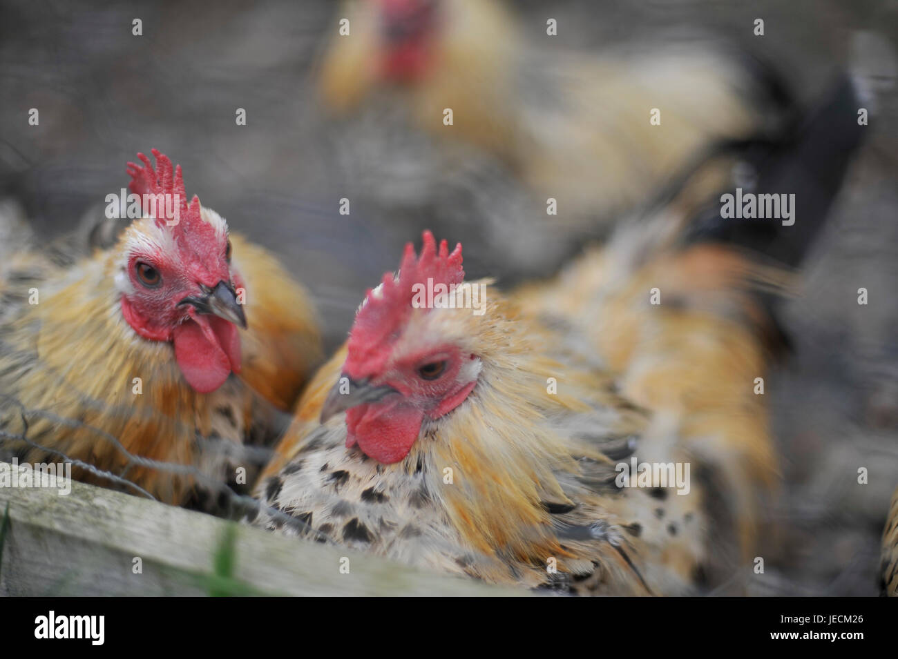 Chicken close up hi-res stock photography and images - Alamy