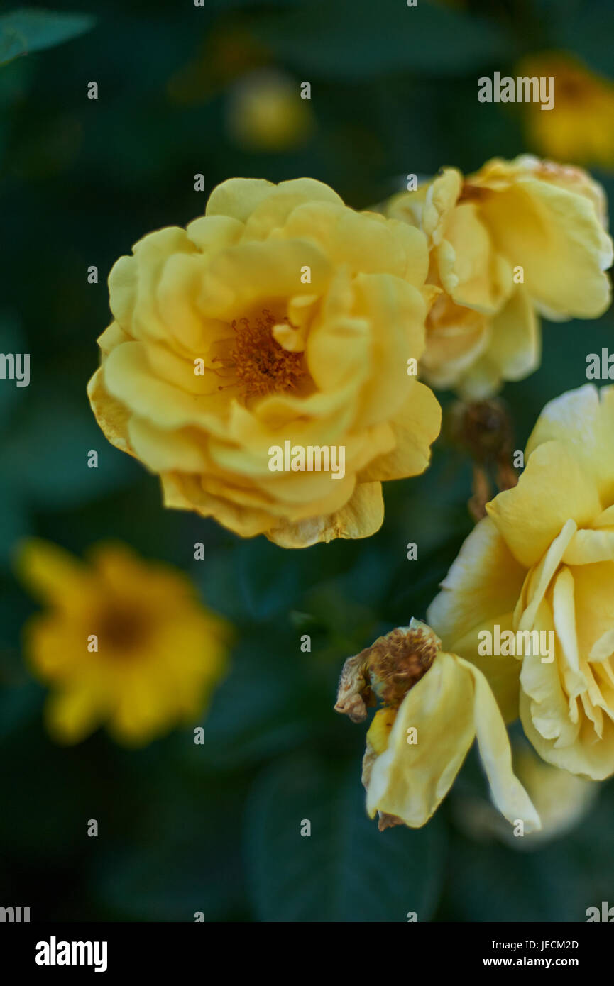 Dying yellow rose hi-res stock photography and images - Alamy