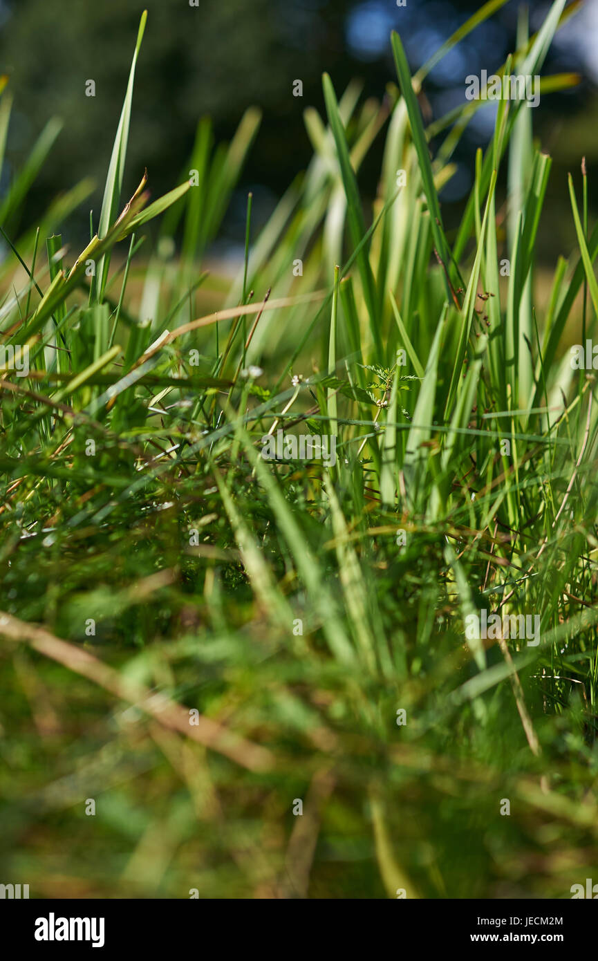 Grass rugby pitch hi-res stock photography and images - Alamy