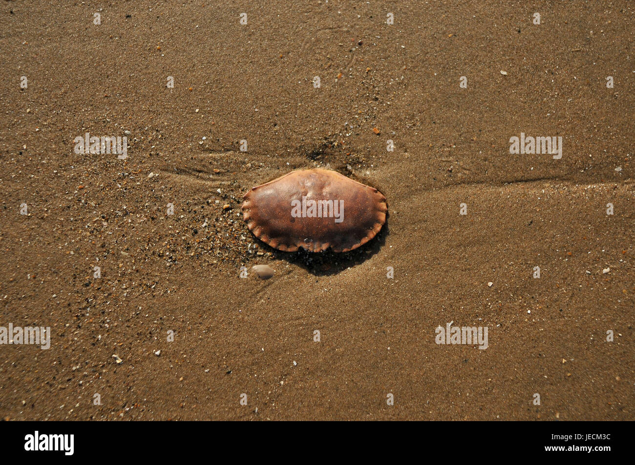 crab shell on beach Stock Photo - Alamy