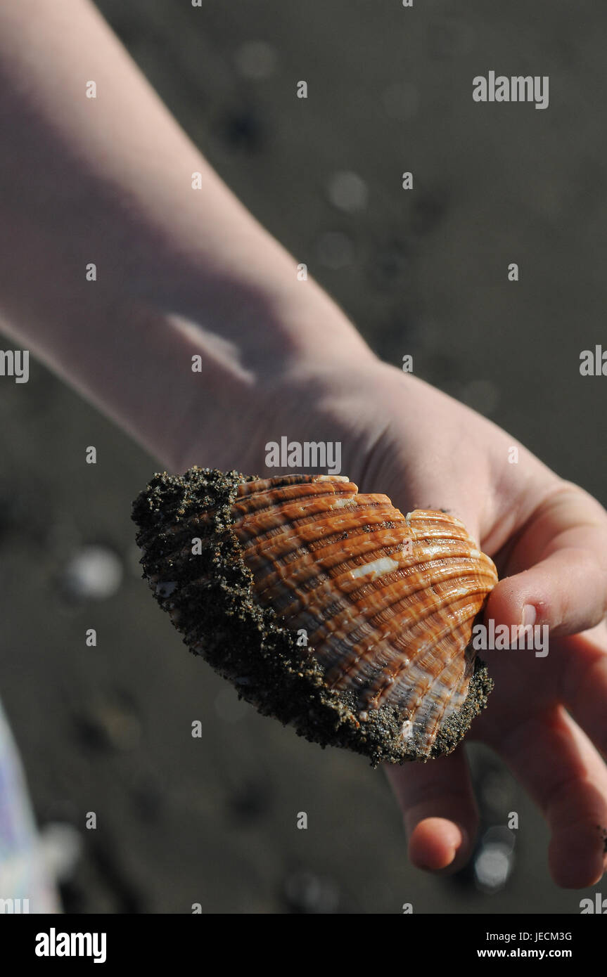 Hand holding shell hi-res stock photography and images - Alamy