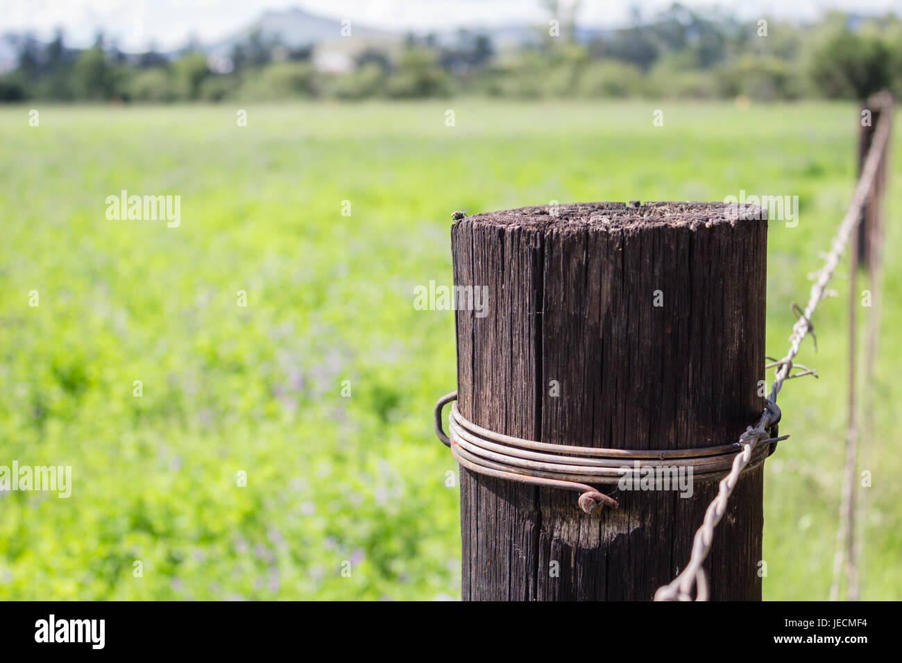 Weathered wooden fence post close up next to green meadow - conceptual ...