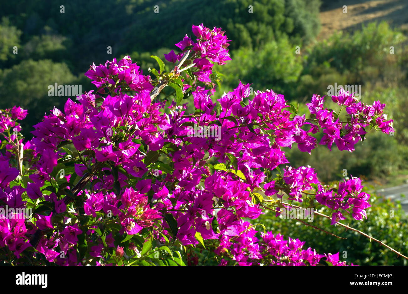 Bouganville flowering in Sardinian garden Stock Photo - Alamy