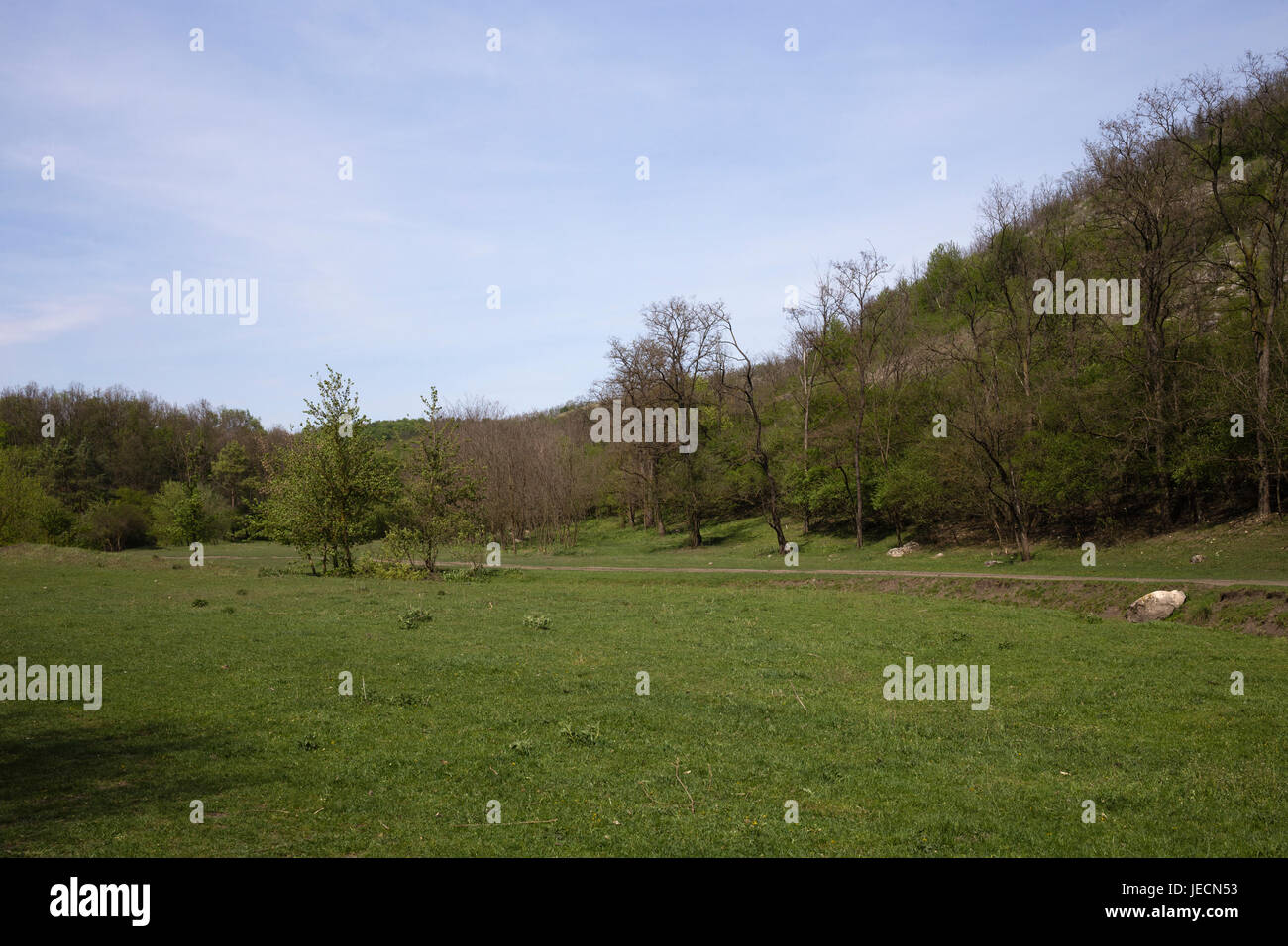 Beautiful forest landscape. There are a field and trees on a slope ...