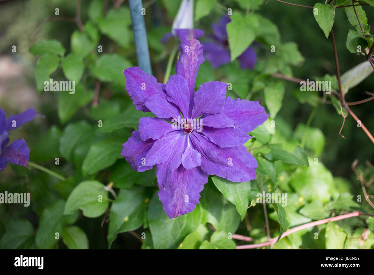 Violet virgin's bower. Close up on the blur background Stock Photo - Alamy