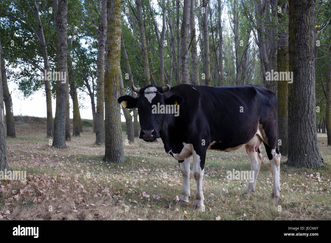 Black cow in the forest. Close up Stock Photo - Alamy