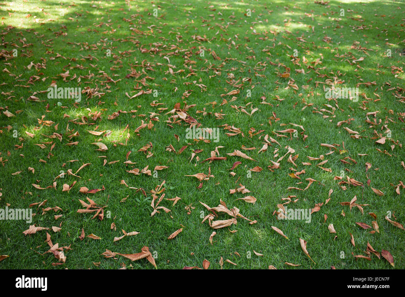 Autumn leaves on green grass field. It can be used as background Stock ...