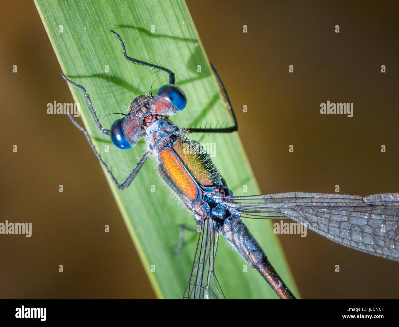 Gold Thorax High Resolution Stock Photography and Images - Alamy
