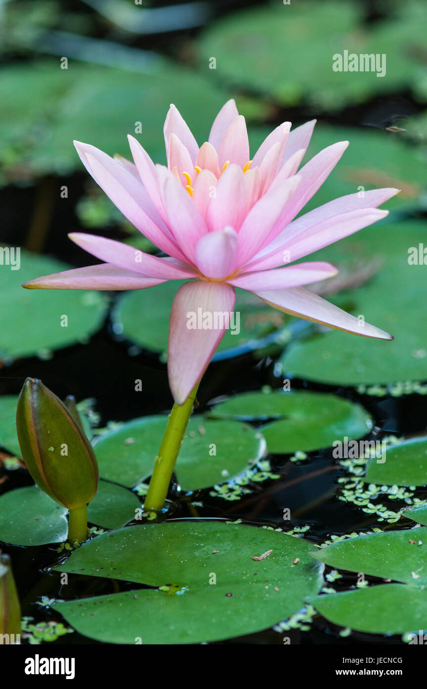 PINK WATER LILLY Stock Photo - Alamy