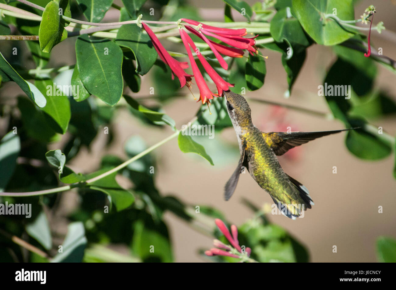 HUMMINGBIRD DRINKING NECTAR Stock Photo - Alamy
