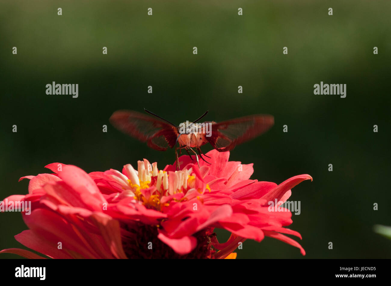 Species Of Sphingidae High Resolution Stock Photography and Images - Alamy