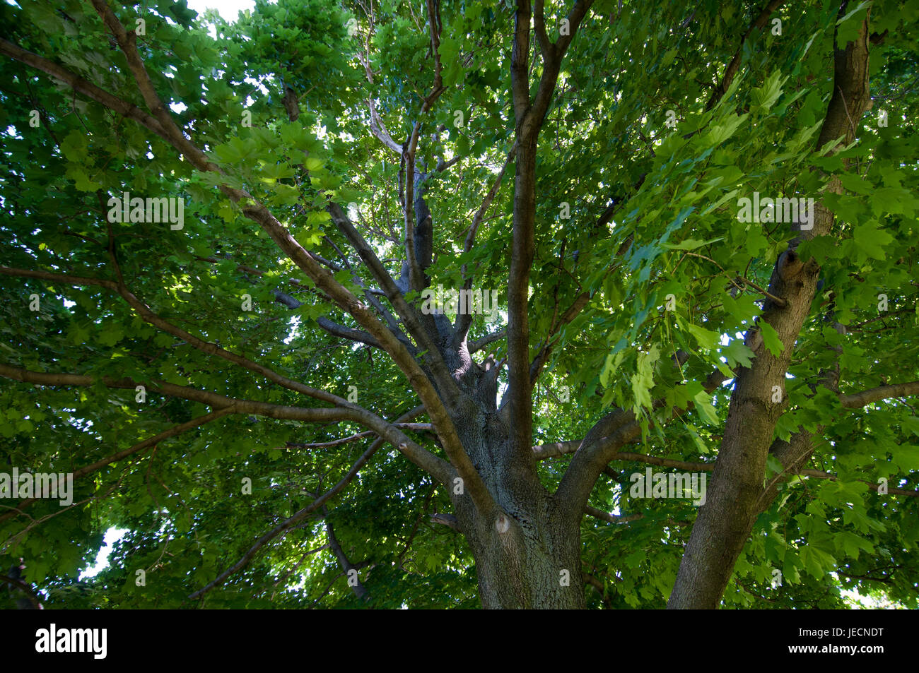 A Sugar Maple tree , Acer saccharinum, in summer,from underneath ...