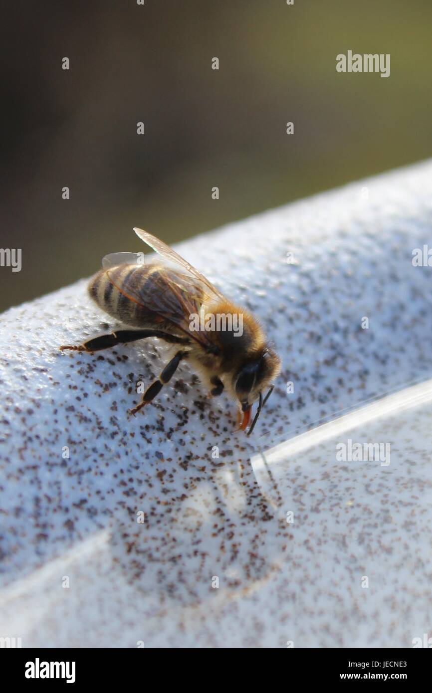 Thirsty wildlife hi-res stock photography and images - Alamy