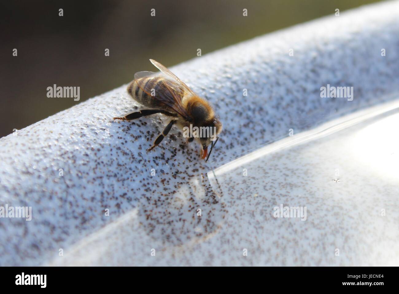 Bee drinking water hi-res stock photography and images - Alamy