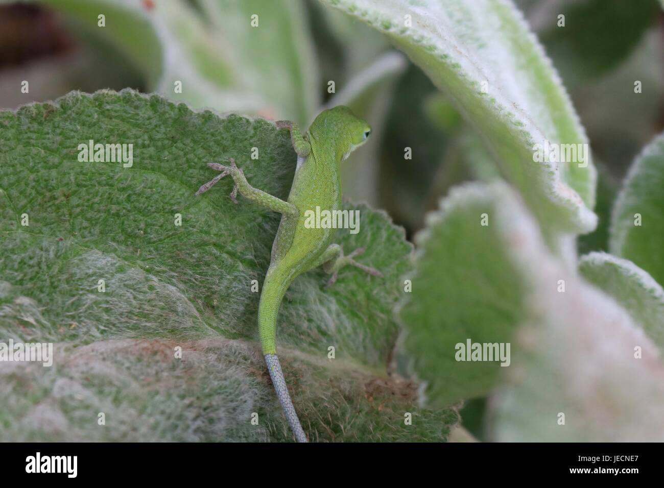 Tree dwelling lizard hi-res stock photography and images - Alamy