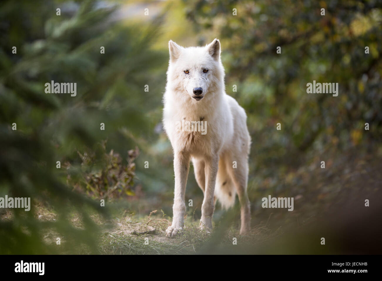 Arctic Wolf Looking at the Camera Stock Photo - Alamy