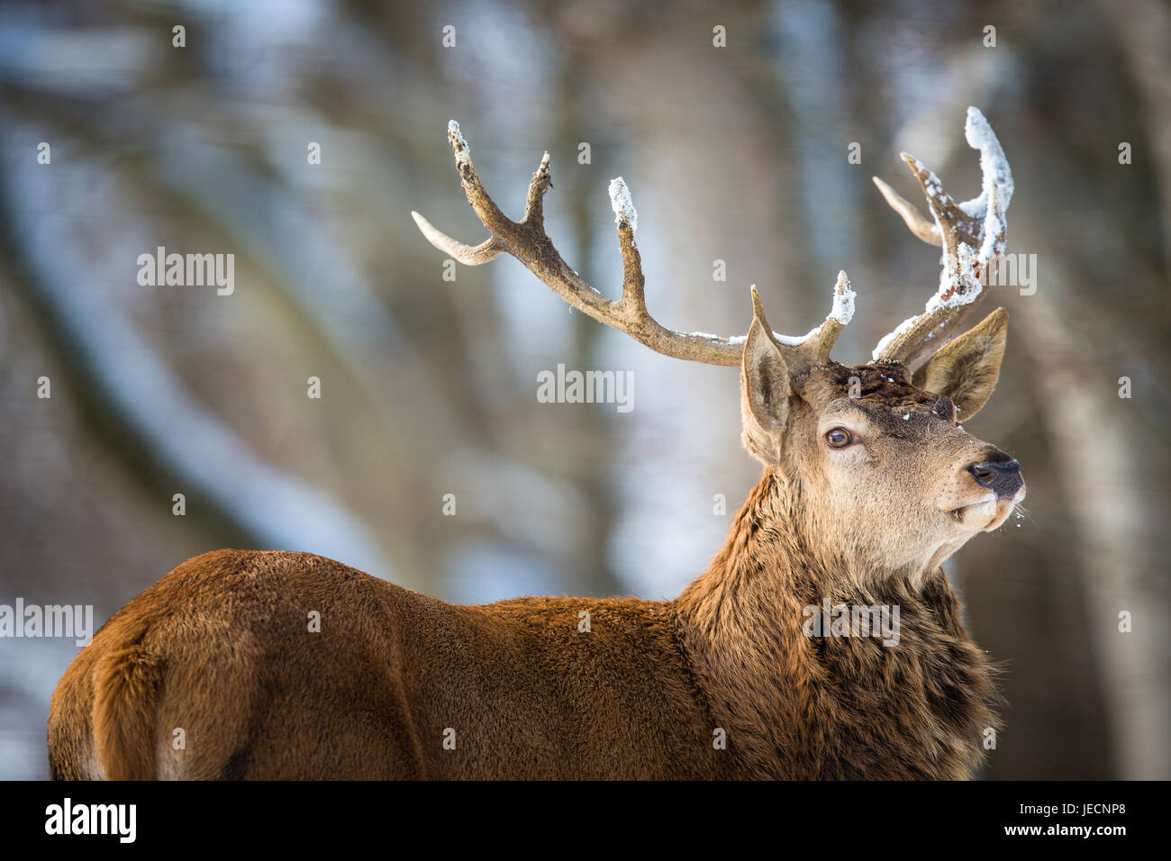 Bull Elk Bugling Stock Photo - Alamy