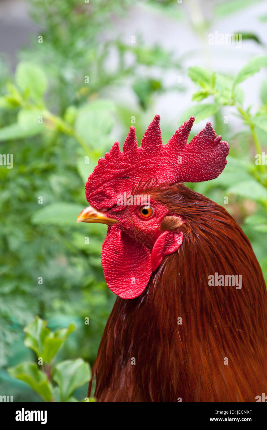 Close up of head of red cockerel in profile with light vegetation ...