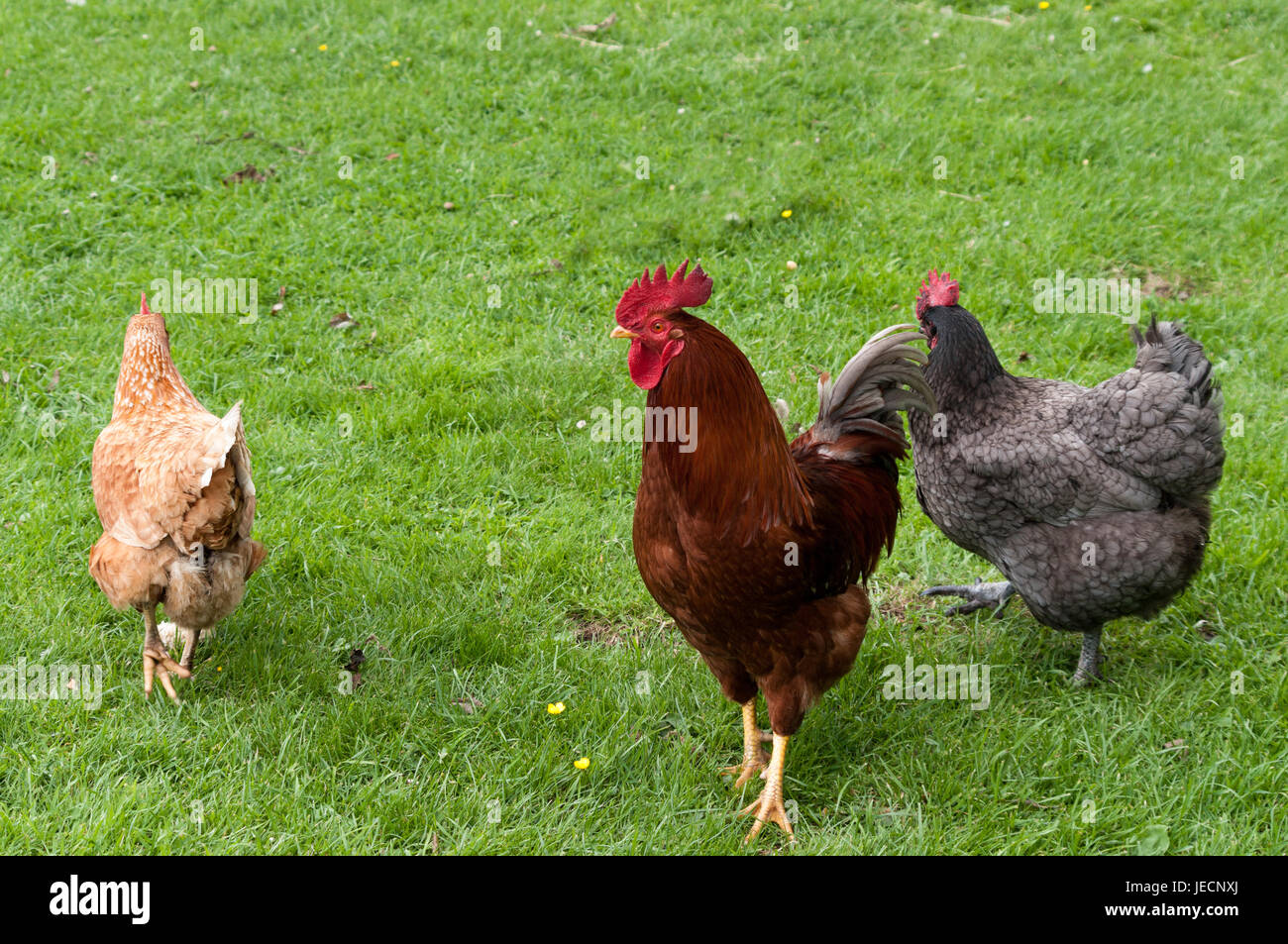 Red cockerel with blue hen and brown hen Stock Photo - Alamy